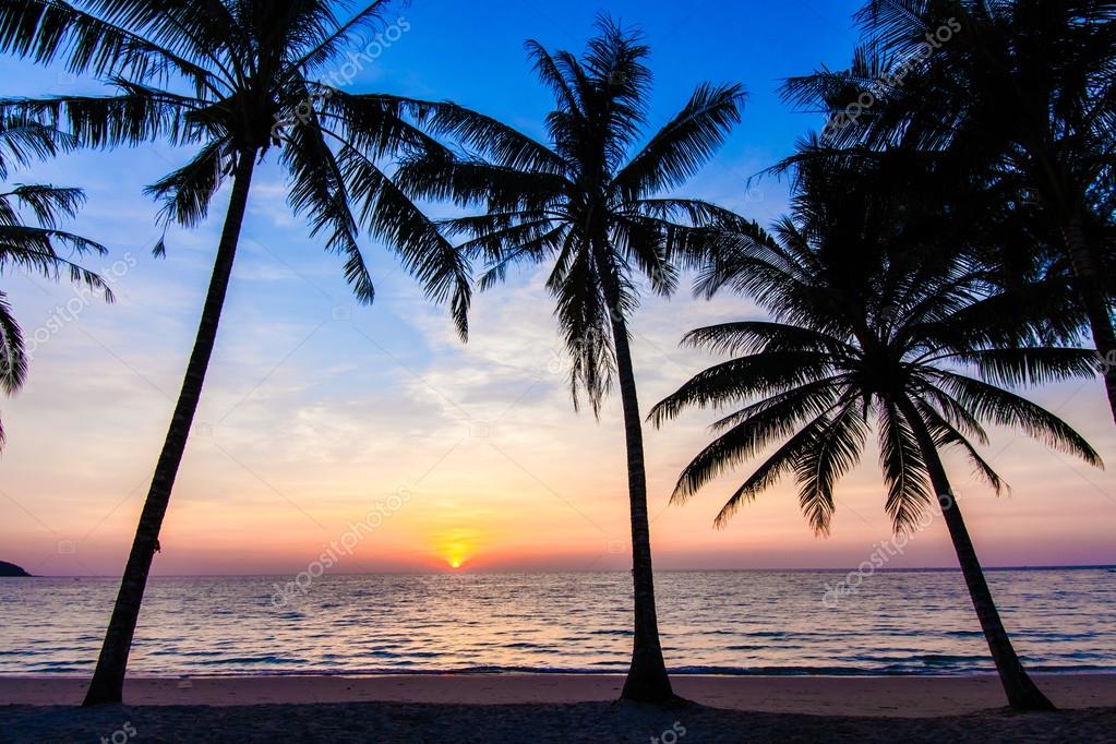 vacker tropisk solnedgång med palmer. tropisk strand. Palm ...