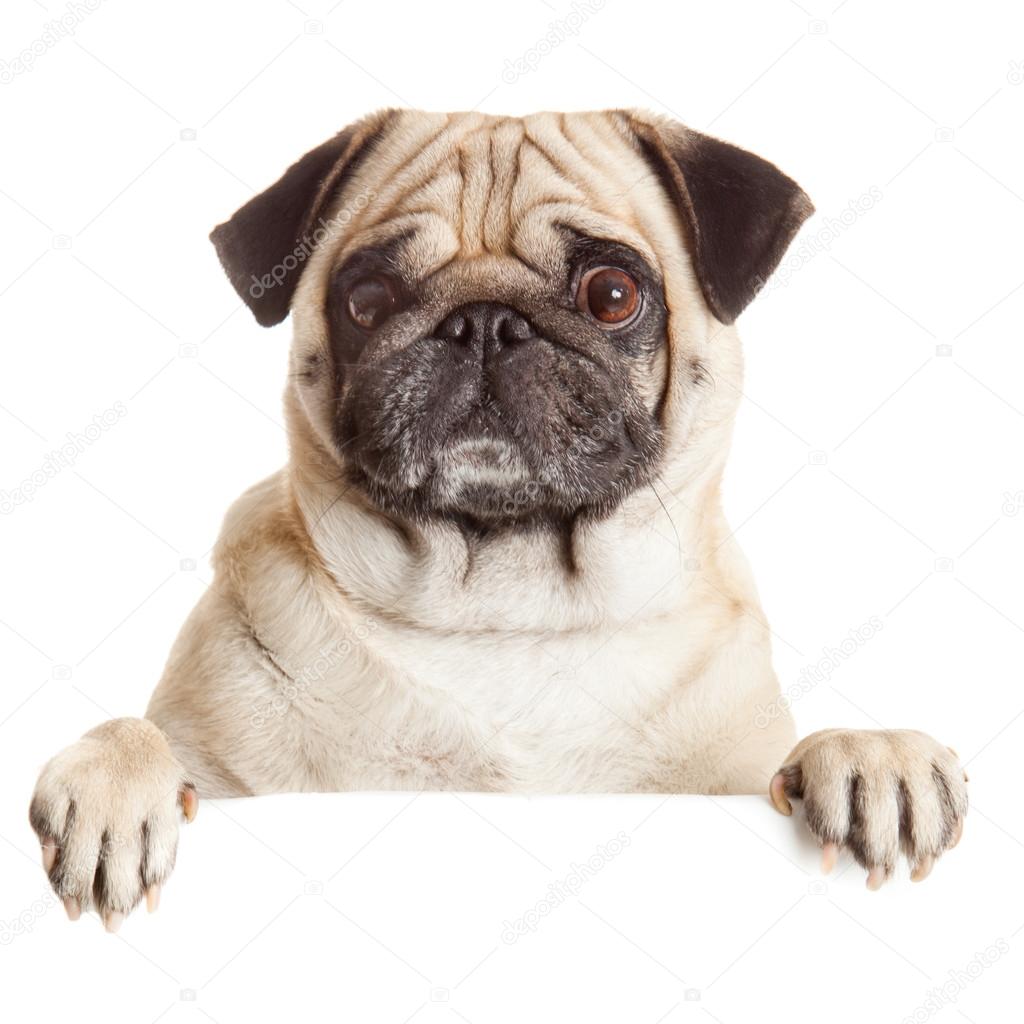 Pug Dog with blank billboard. Dog above banner or sign. Pug dog Stock ...