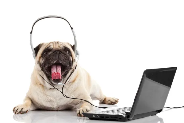 Fotos de Animal call center, Imagens de Animal call center sem ...