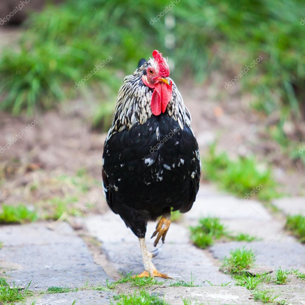 Beautiful Rooster Stock Photo by ©ewastudio 41638915