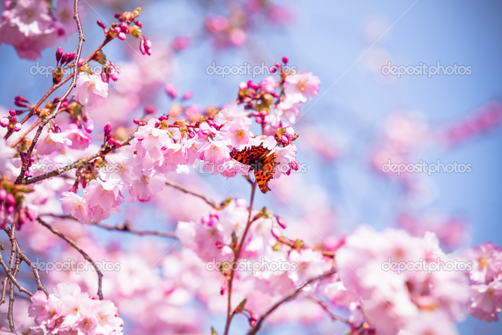 Indah Cherry mekar, bunga sakura merah muda — Stok Foto © ewastudio ...