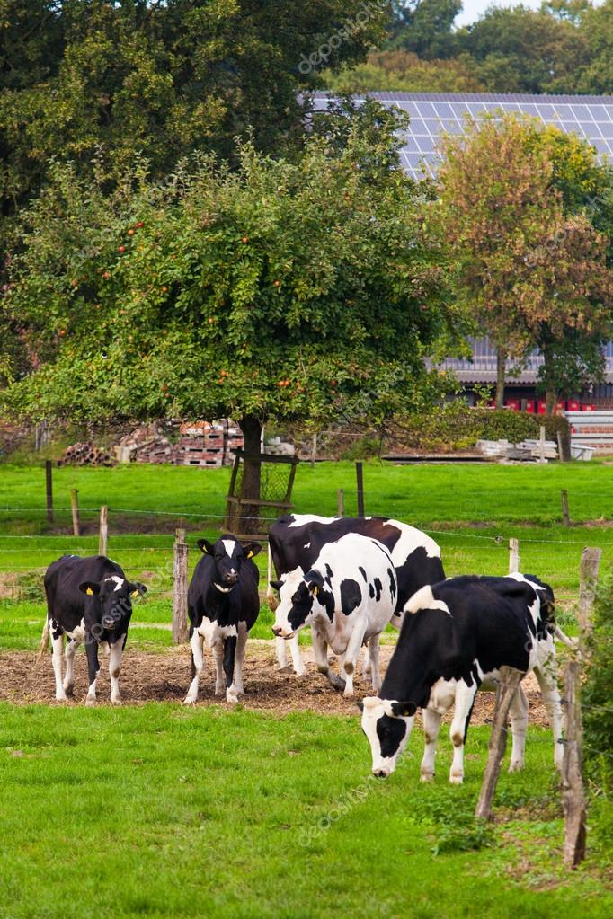 Cows on meadow — Stock Photo © ewastudio #48863915
