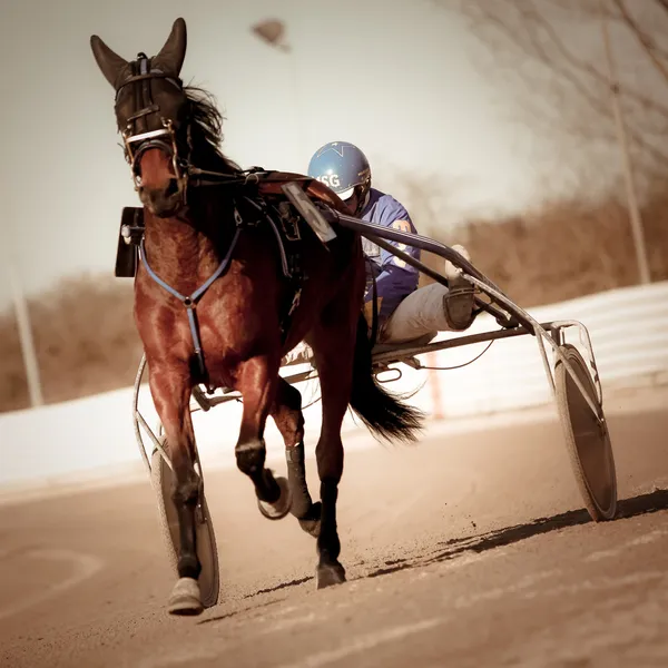 Harness racing Stock Photos, Royalty Free Harness racing Images ...