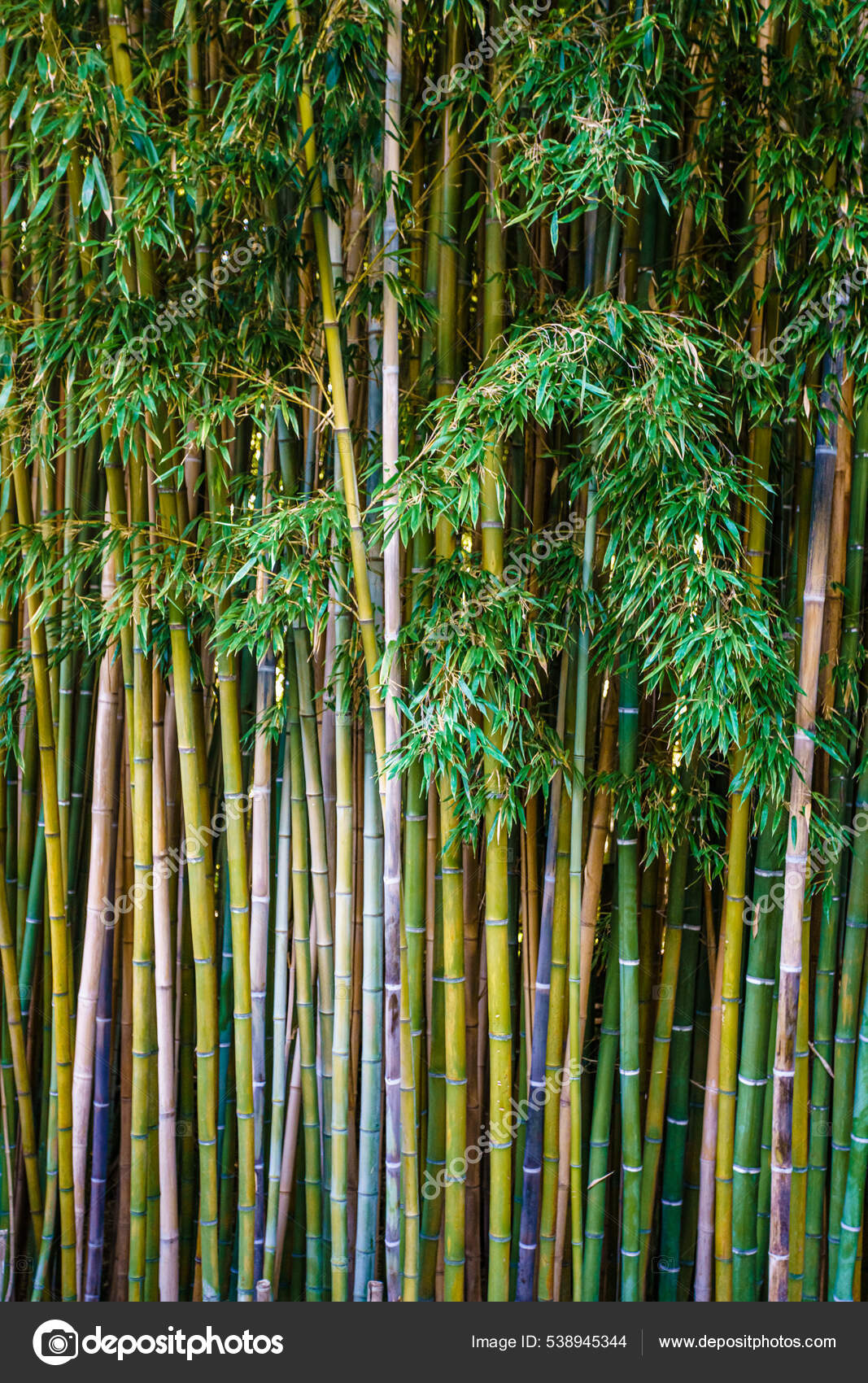 Asian Bamboo Background