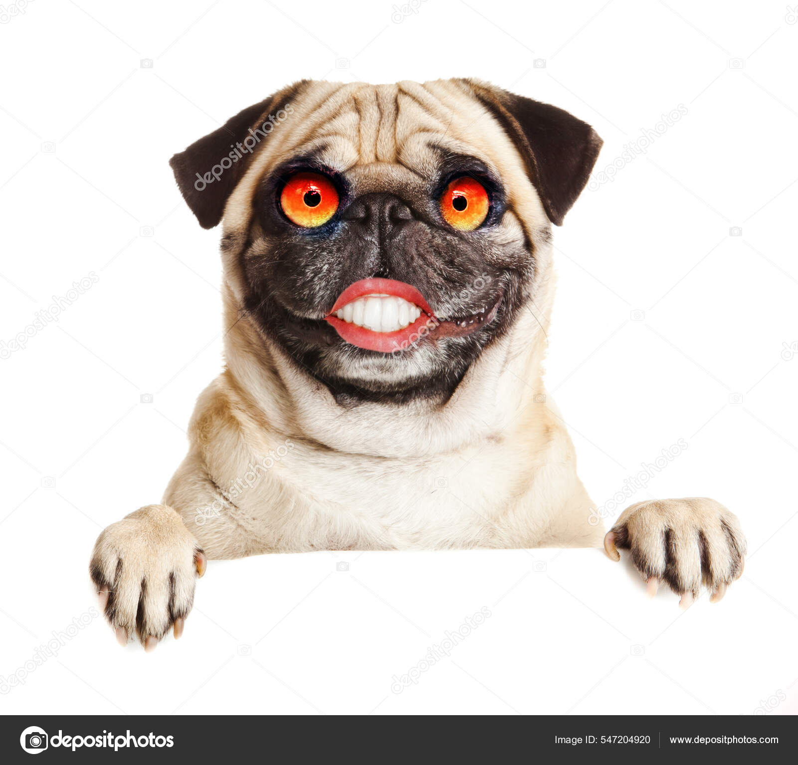 Surprised And Happy Face Dog