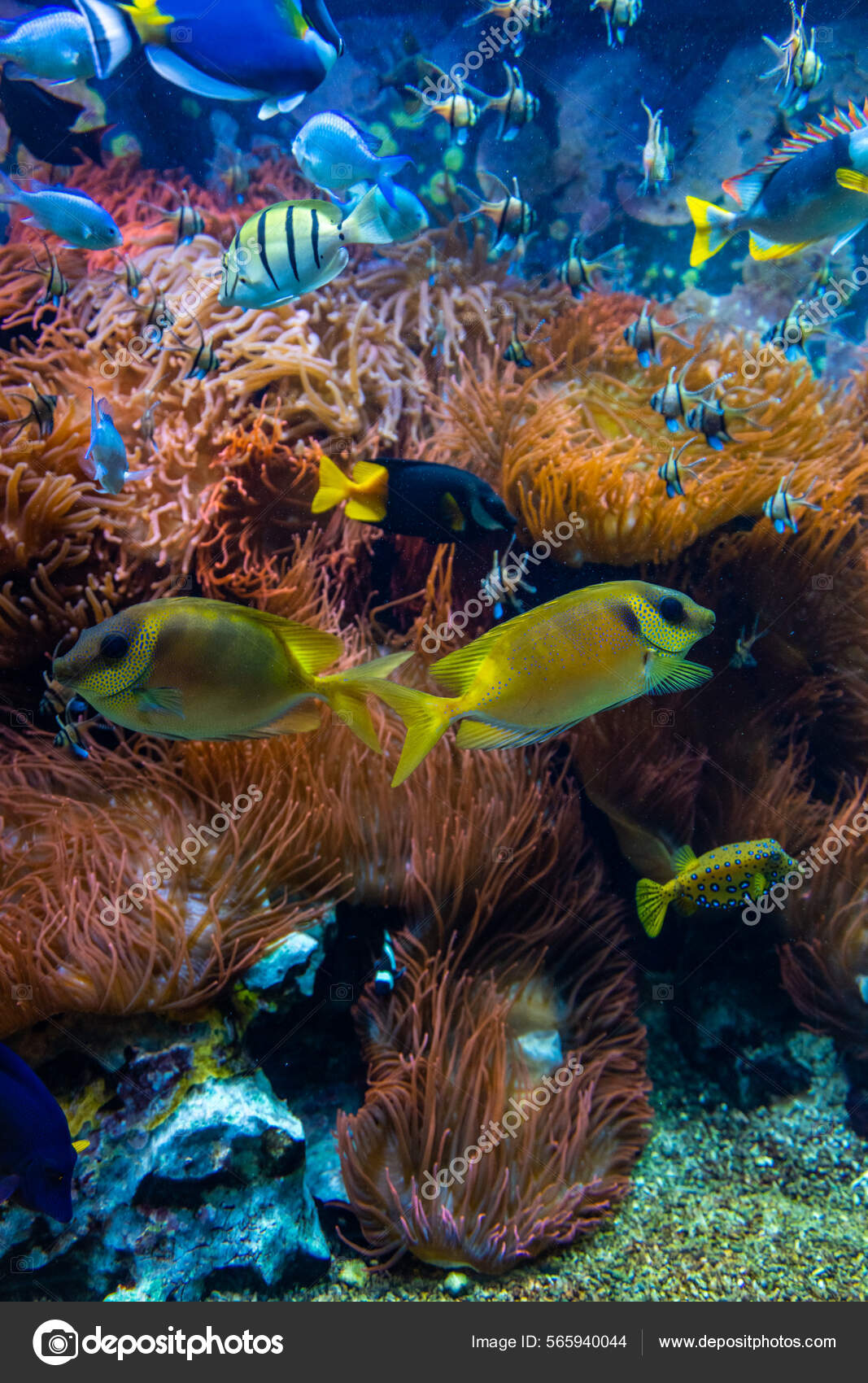 Underwater Scene Coral Reef Fish Groups Clear Ocean Water Stock Photo ...