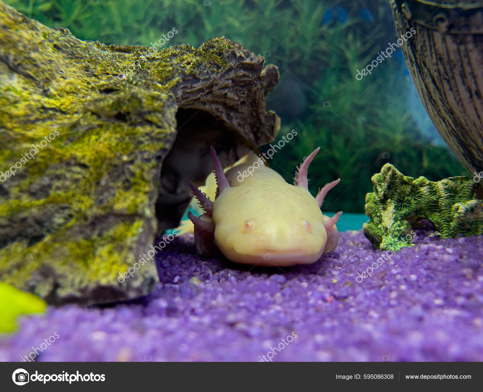 Axolotl Mexican Underwater Walking Fish Salamander Aquarium Stock Photo ...
