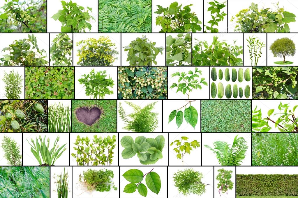 Only green color plants — Stock Photo © vilaxlt #30081419