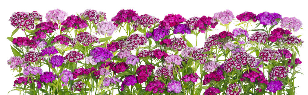 Pink flowers isolated line Stock Photo by ©vilaxlt 49986937