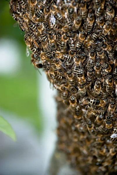 Honey Bee Swarm - Stock Image - Everypixel