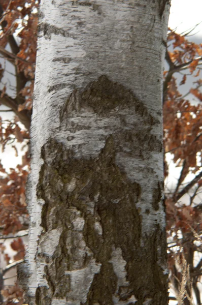 Hide tree Stock Photos, Royalty Free Hide tree Images | Depositphotos