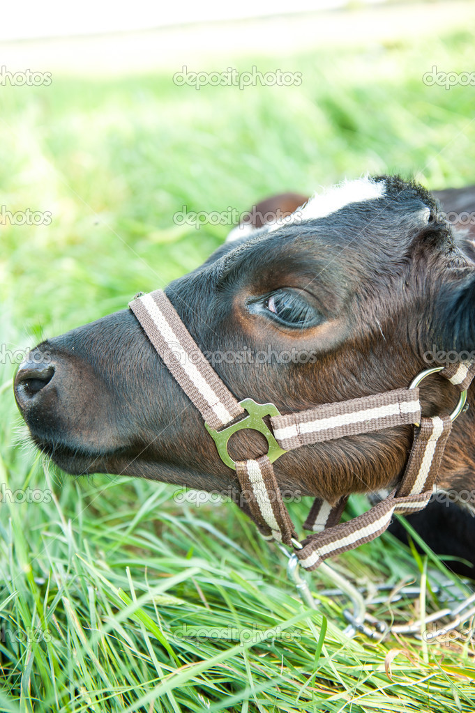 Calves in the meadow race hf — Stock Photo © masterwilu #27471605