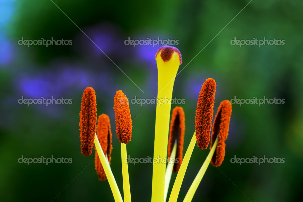 Lily flower - carpel and stamen — Stock Photo © gkordus #12033572