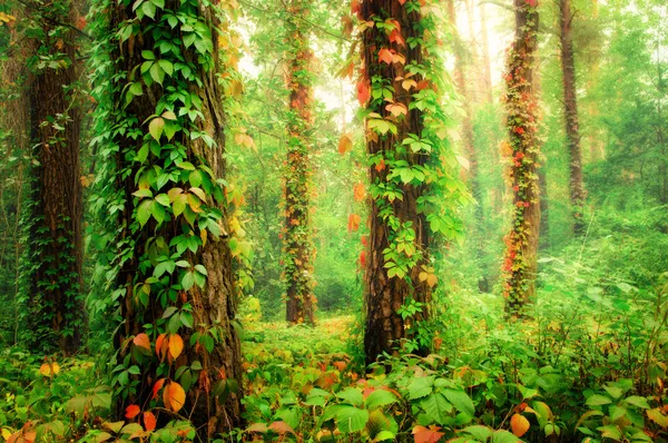 ᐈ Creepers stock images, Royalty Free creepers plants photos | download ...