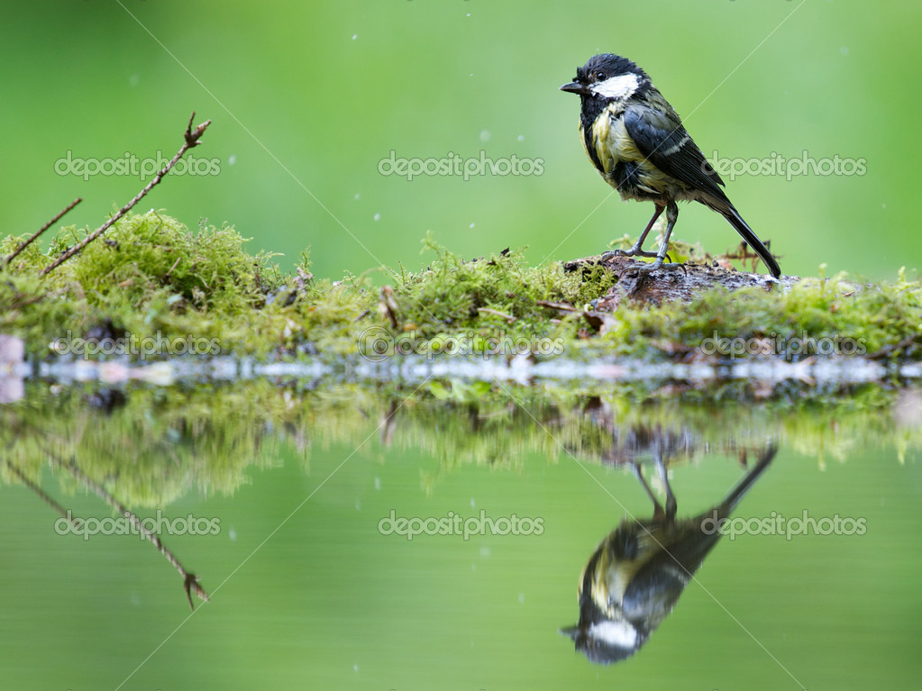 Washing bird — Stock Photo © thijsschouten #17863129
