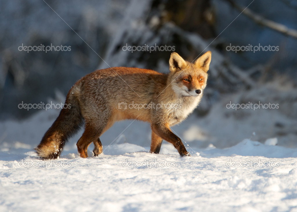 Dutch fox — Stock Photo © thijsschouten #47855499
