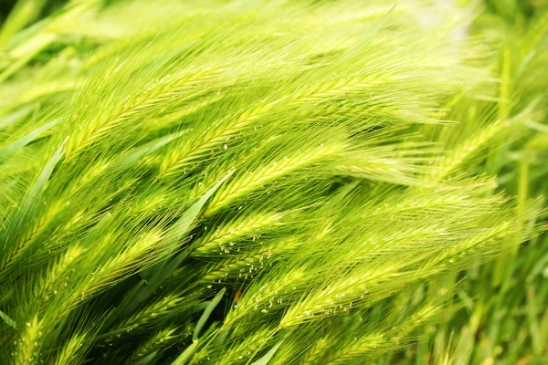 Cob grass Stock Photos, Royalty Free Cob grass Images | Depositphotos