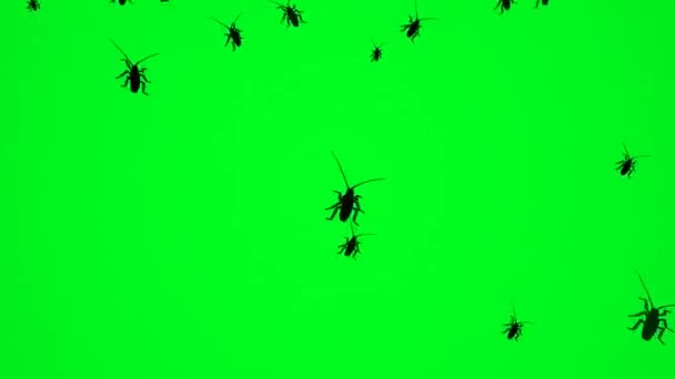 40 Bugs green screen Stock Videos, 4K & HD Footage | Depositphotos