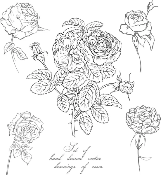 Fekete-fehér rajz egy sor Rózsa virág — Stock Vector #84312590