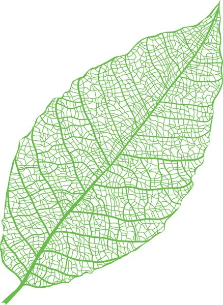 100,000 Leaf skeleton Vector Images | Depositphotos