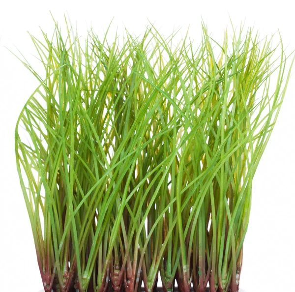 Pertumbuhan tebal images libres de droit, photos de Pertumbuhan tebal ...