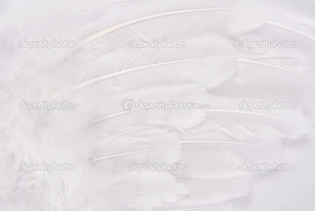 Wing Texture