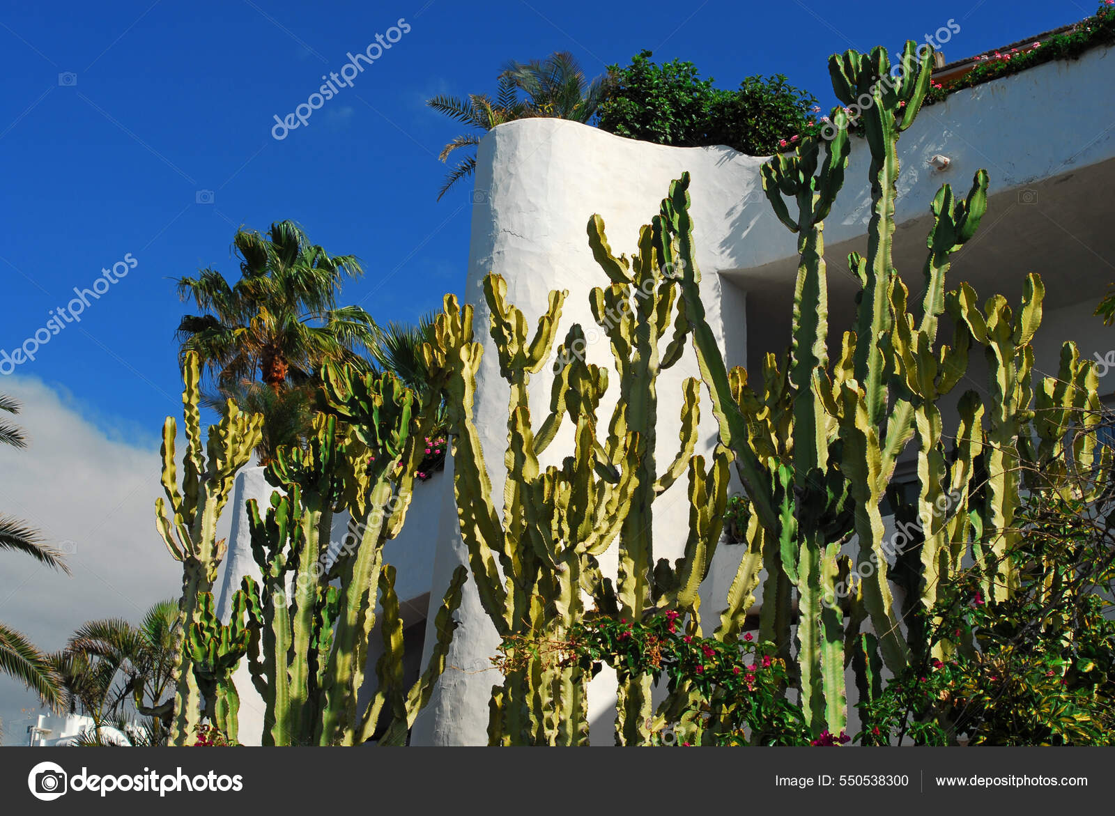 Big Cactus White Building Stock Photo by ©severija 550538300