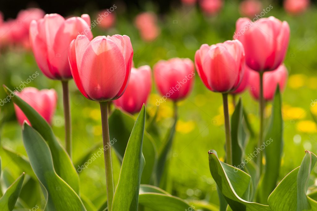 Pink tulip flowers Stock Photo by ©taratata 45851479