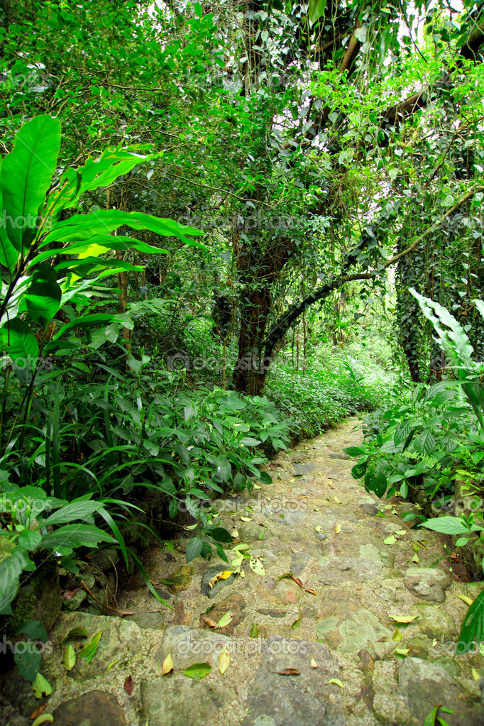 Forest path road Stock Photo by ©leungchopan 12442267