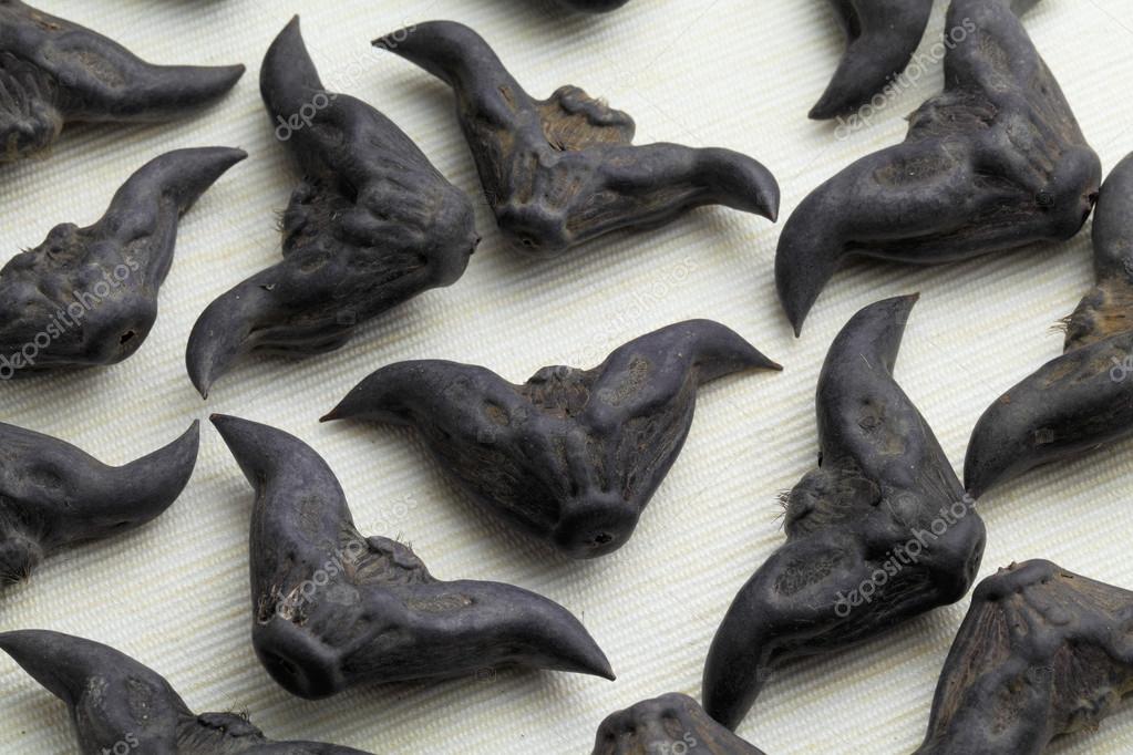 Water Caltrop — Stock Photo © leungchopan #13834365