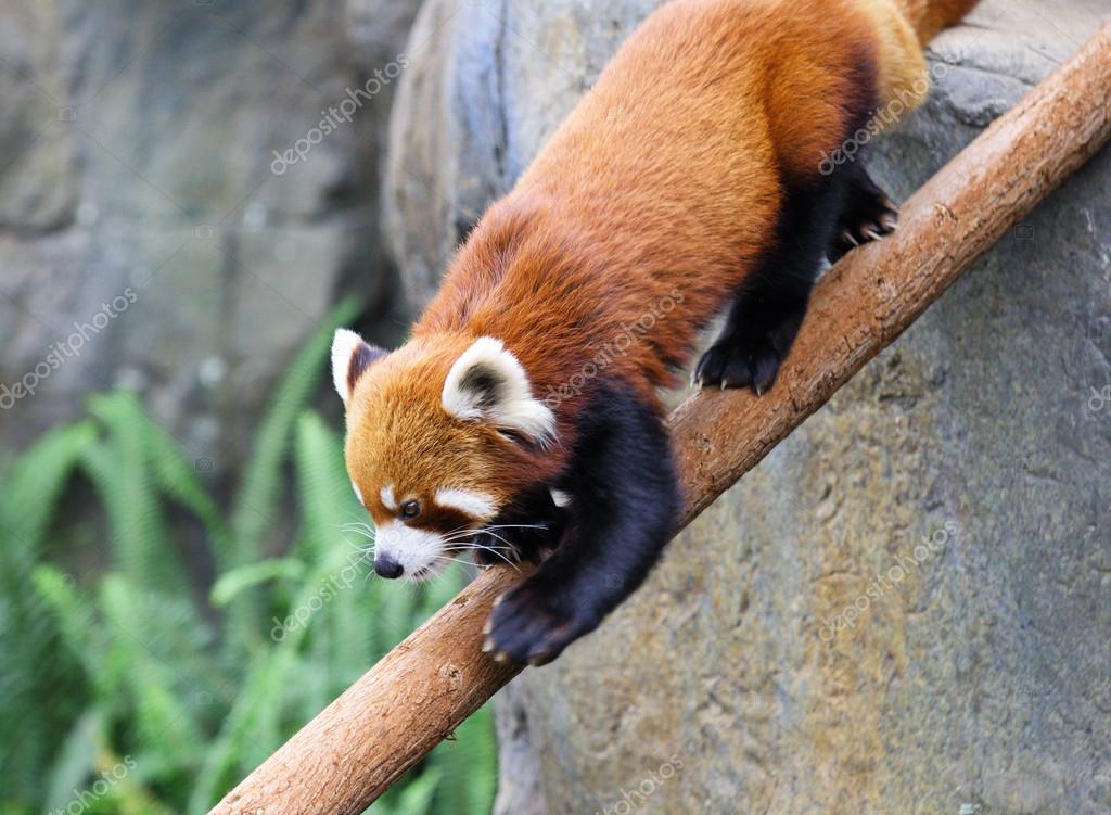 Red panda — Stock Photo © leungchopan #17647883