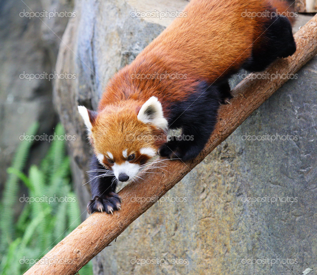 Red Panda High Resolution Red Panda Fact Sheet | Blog | Nature | PBS