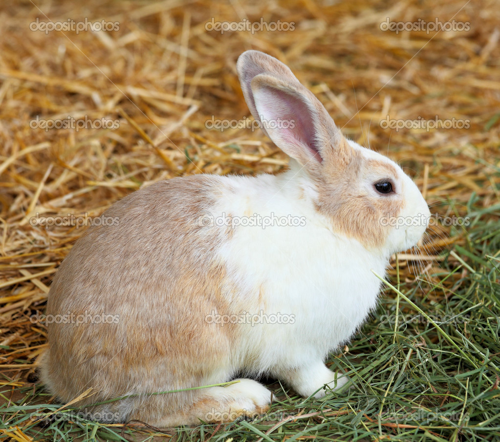 Conejo de granja — Foto de Stock #18016859 — Depositphotos