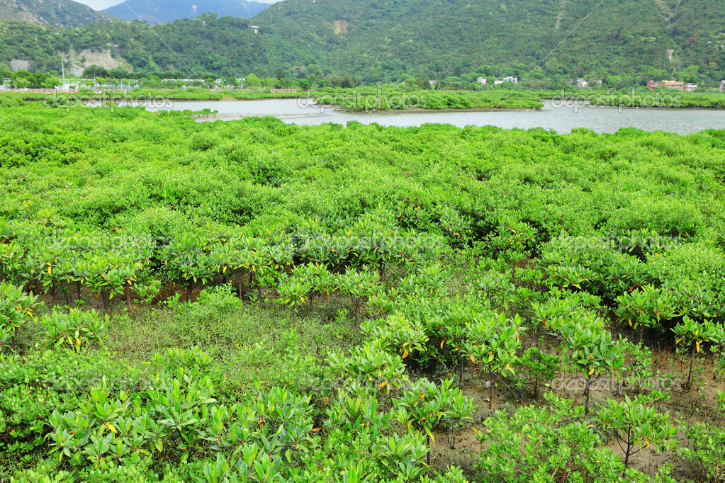 Red Mangroves Stock Photo by ©leungchopan 19709071