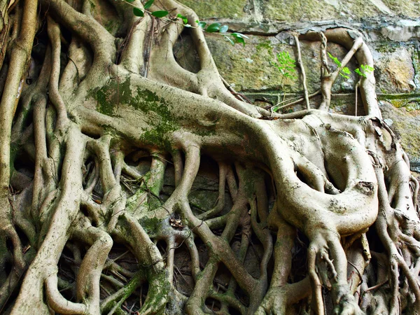 Ruins roots Stock Photos, Royalty Free Ruins roots Images | Depositphotos