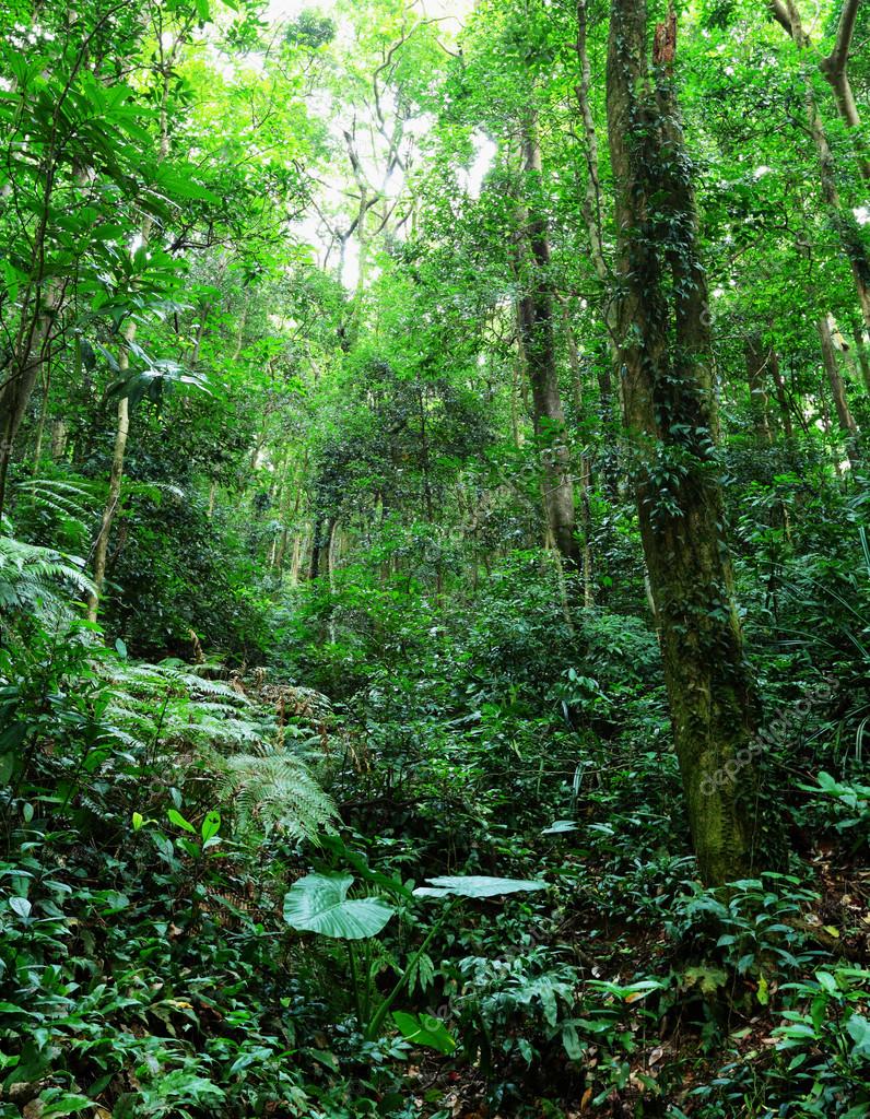 Top 50 Tropical Rainforest