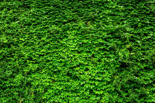 Ivy wall Stock Photos, Royalty Free Ivy wall Images | Depositphotos