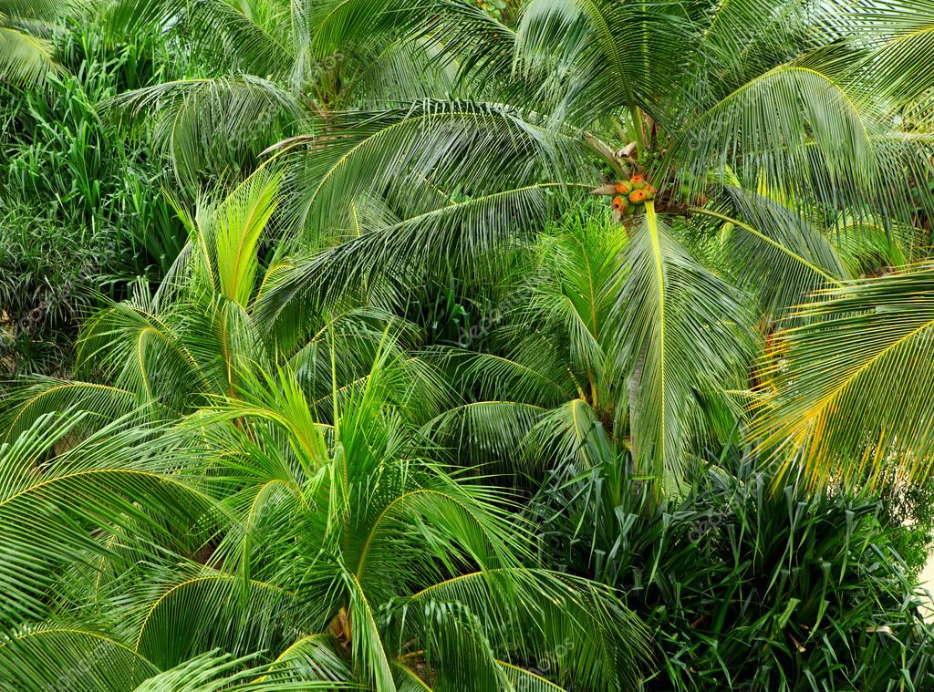 Coconut Tree Rainforest
