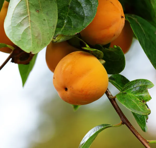 Persimmon tree Stock Photos, Royalty Free Persimmon tree Images | Depositphotos