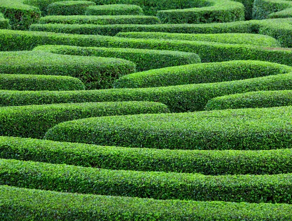 Green maze Stock Photos, Royalty Free Green maze Images | Depositphotos®