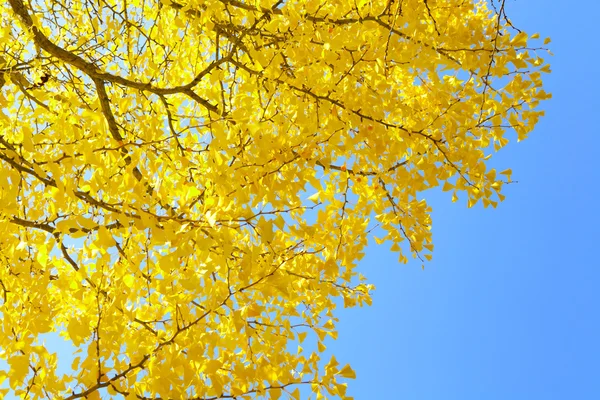 Yellow gingko tree with clear blue sky Stock Photo by ©leungchopan 42400195