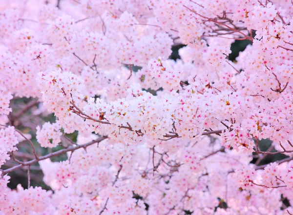 Pink sakura Stock Photos, Royalty Free Pink sakura Images | Depositphotos®