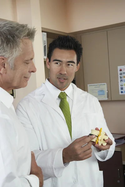 Medical model Stock Photos, Royalty Free Medical model Images ...