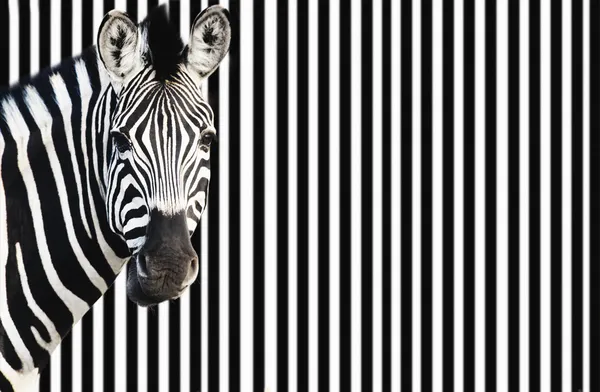 Zebra stripes Stock Photos, Royalty Free Zebra stripes Images ...