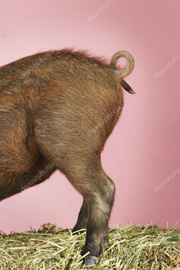 Rear end of pig Stock Photo by ©londondeposit 33834499