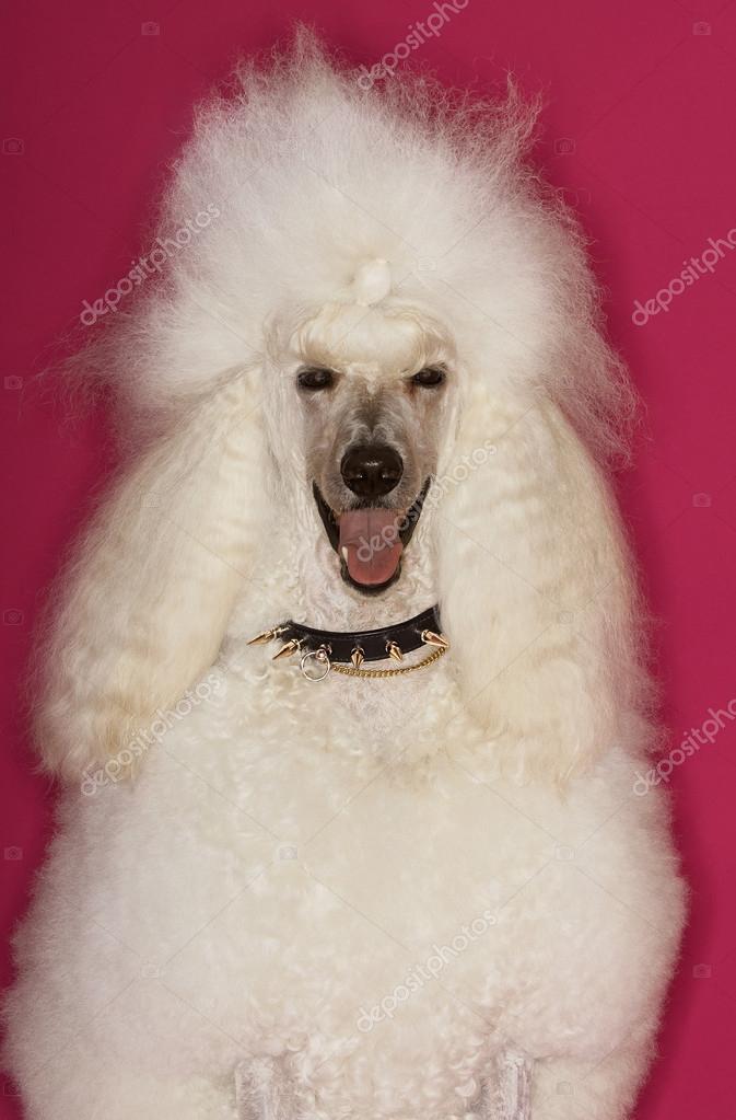 White Poodle Stock Photo by ©londondeposit 33835277