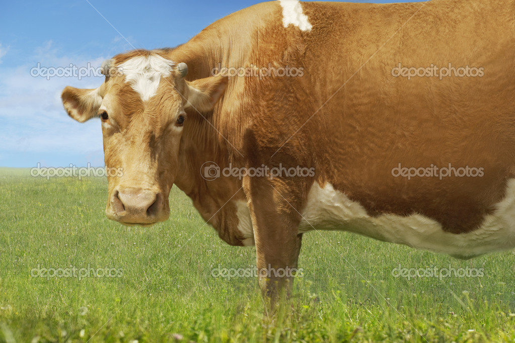 Brown cow in field Stock Photo by ©londondeposit 33839703
