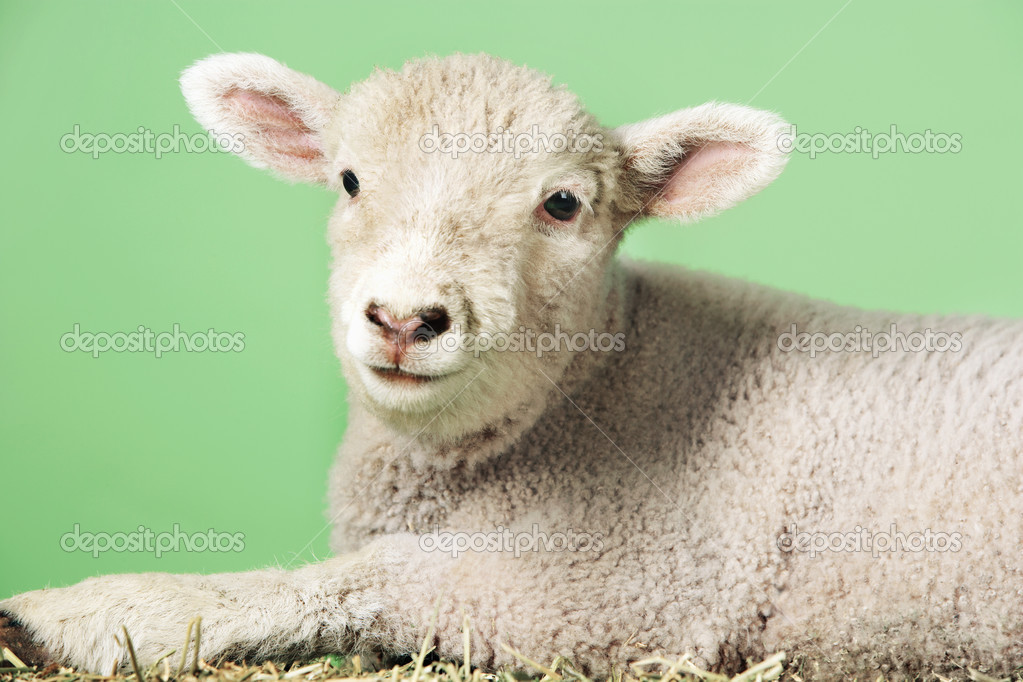 Lamb on green background Stock Photo by ©londondeposit 33840477