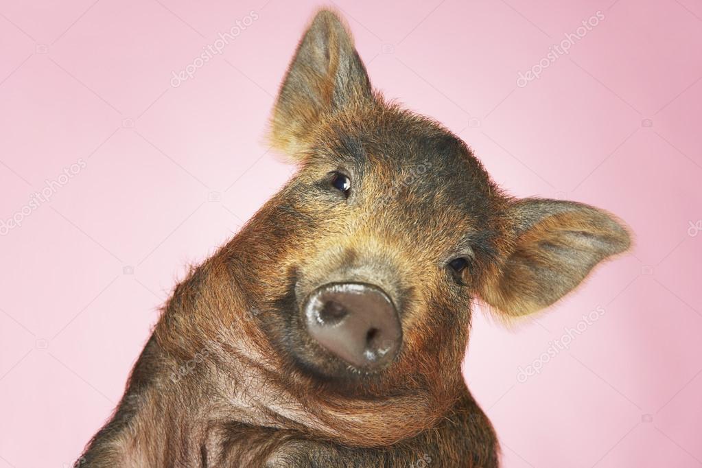 Cochon marron sur fond rose — Photographie londondeposit © #33846025