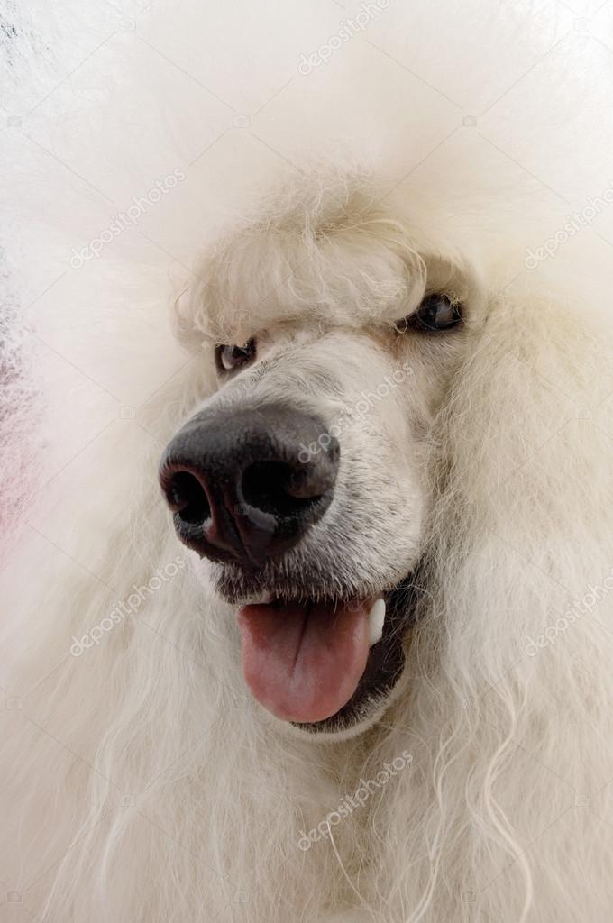 White Standard Poodle Face